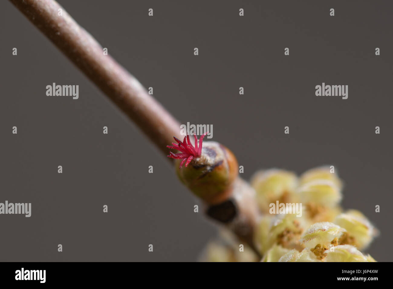 Female hazelnut flower Stock Photo - Alamy