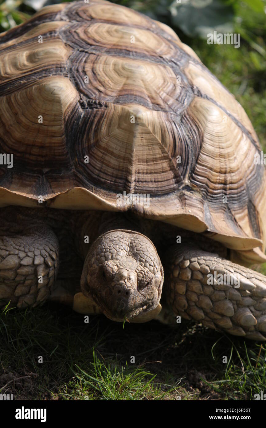 animal reptile reptiles turtle tortoise animal reptile africa armored ...