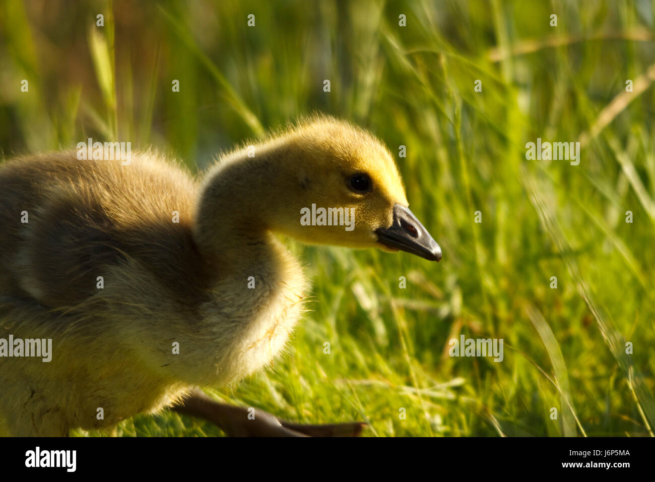 easter fen goose animal child bird swamp birds easter nature-sanctuary ...