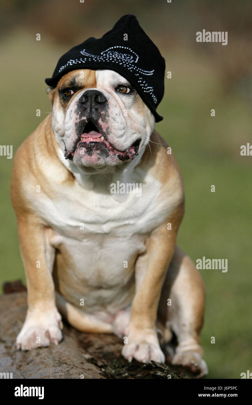continental bulldog with cap Stock Photo - Alamy