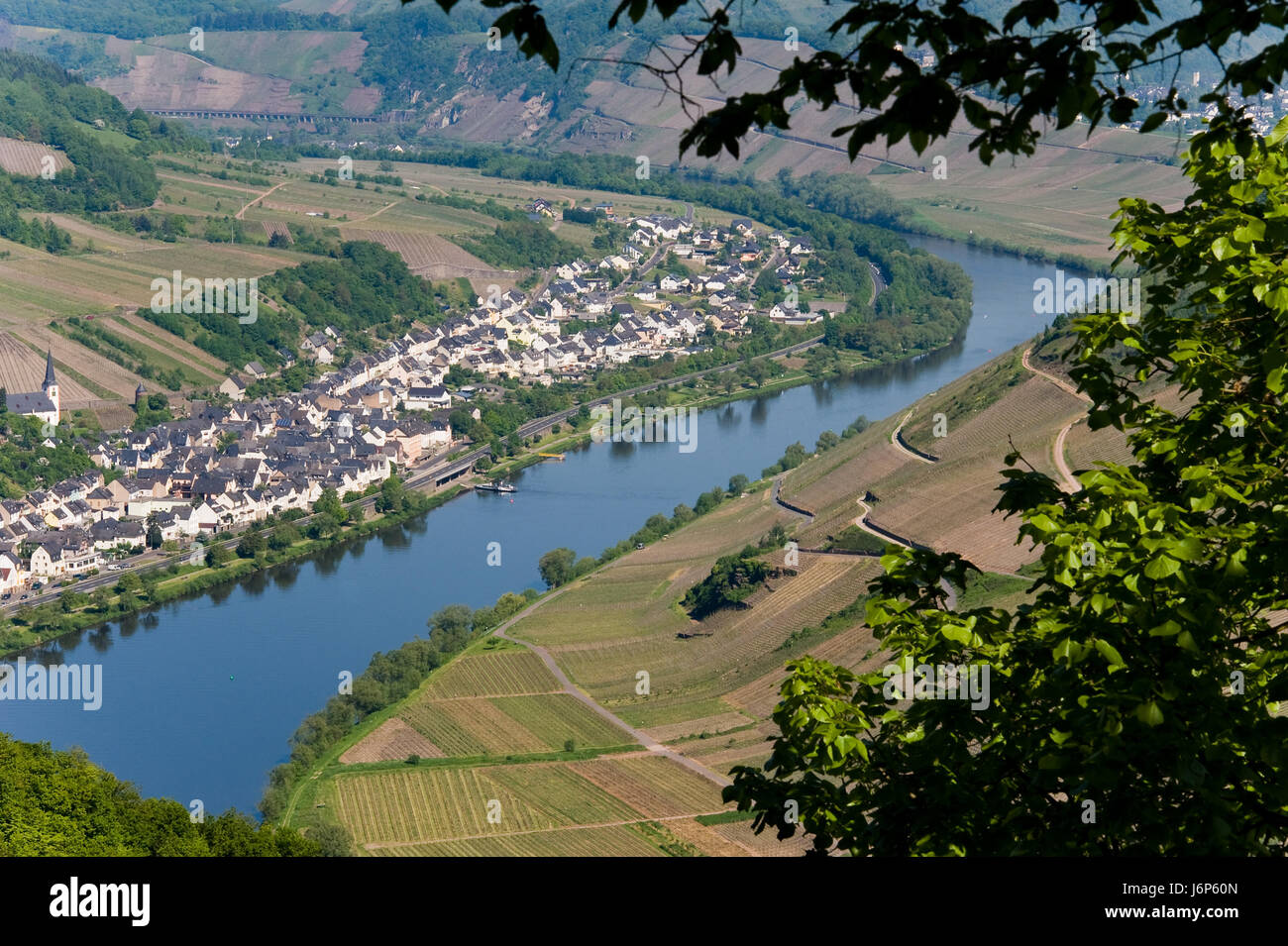 grapes vineyard mosel viticulture vine grape vine grape-vine mountain ...