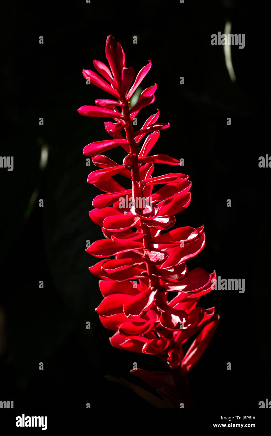 Tropic flora hi-res stock photography and images - Alamy