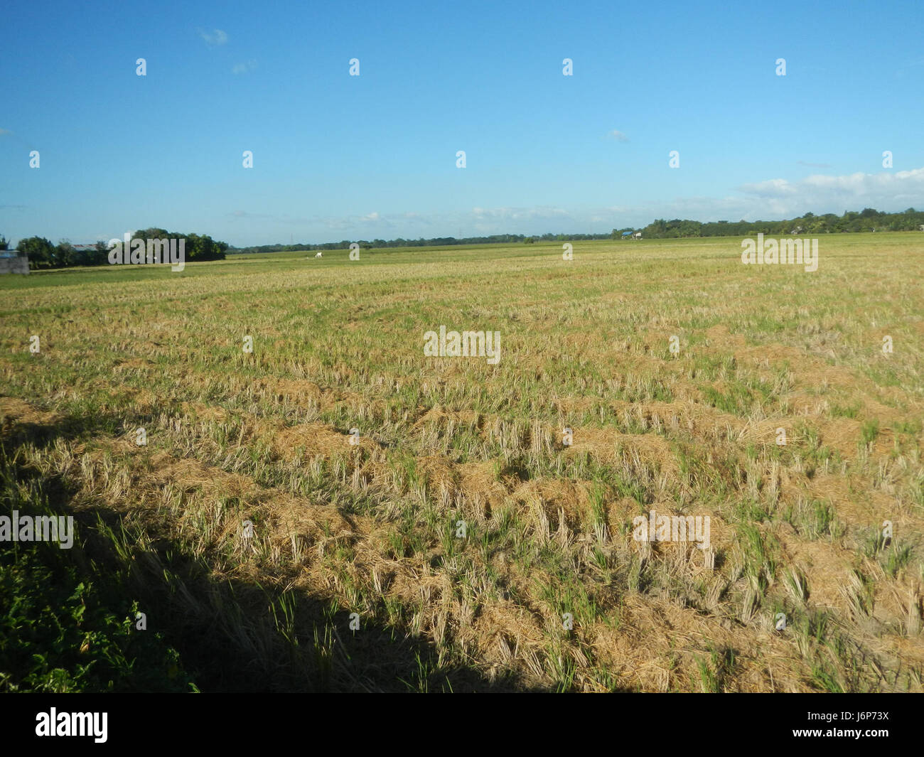 This image depicts a portion of a farm-to-market road in Bulacan ...
