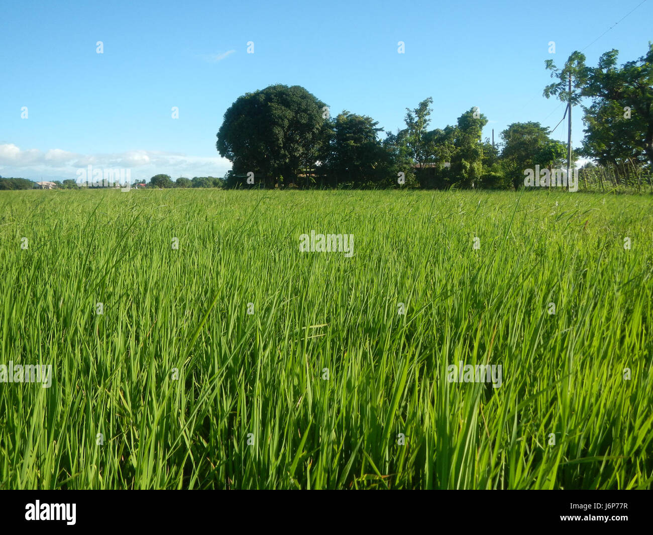 07659 San Roque Pulong Bayabas Pansumaloc San Rafael, Bulacan Farm to ...