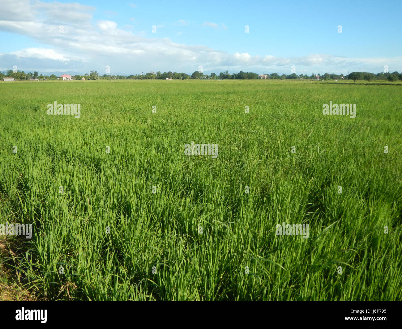 07659 San Roque Pulong Bayabas Pansumaloc San Rafael, Bulacan Farm to ...