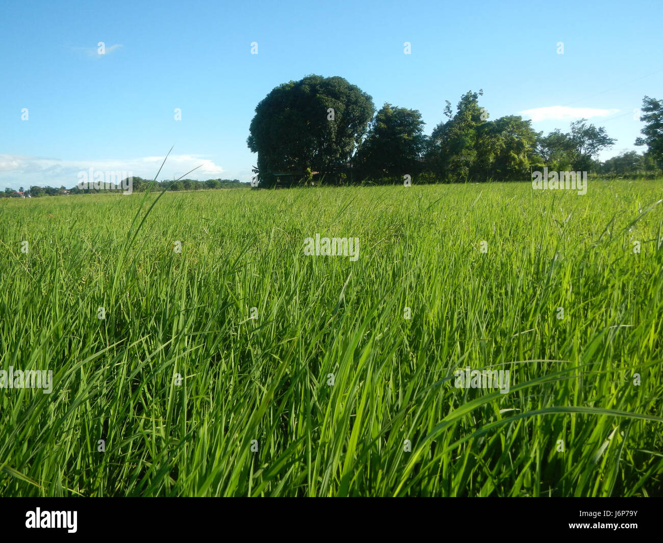 07659 San Roque Pulong Bayabas Pansumaloc San Rafael, Bulacan Farm to ...