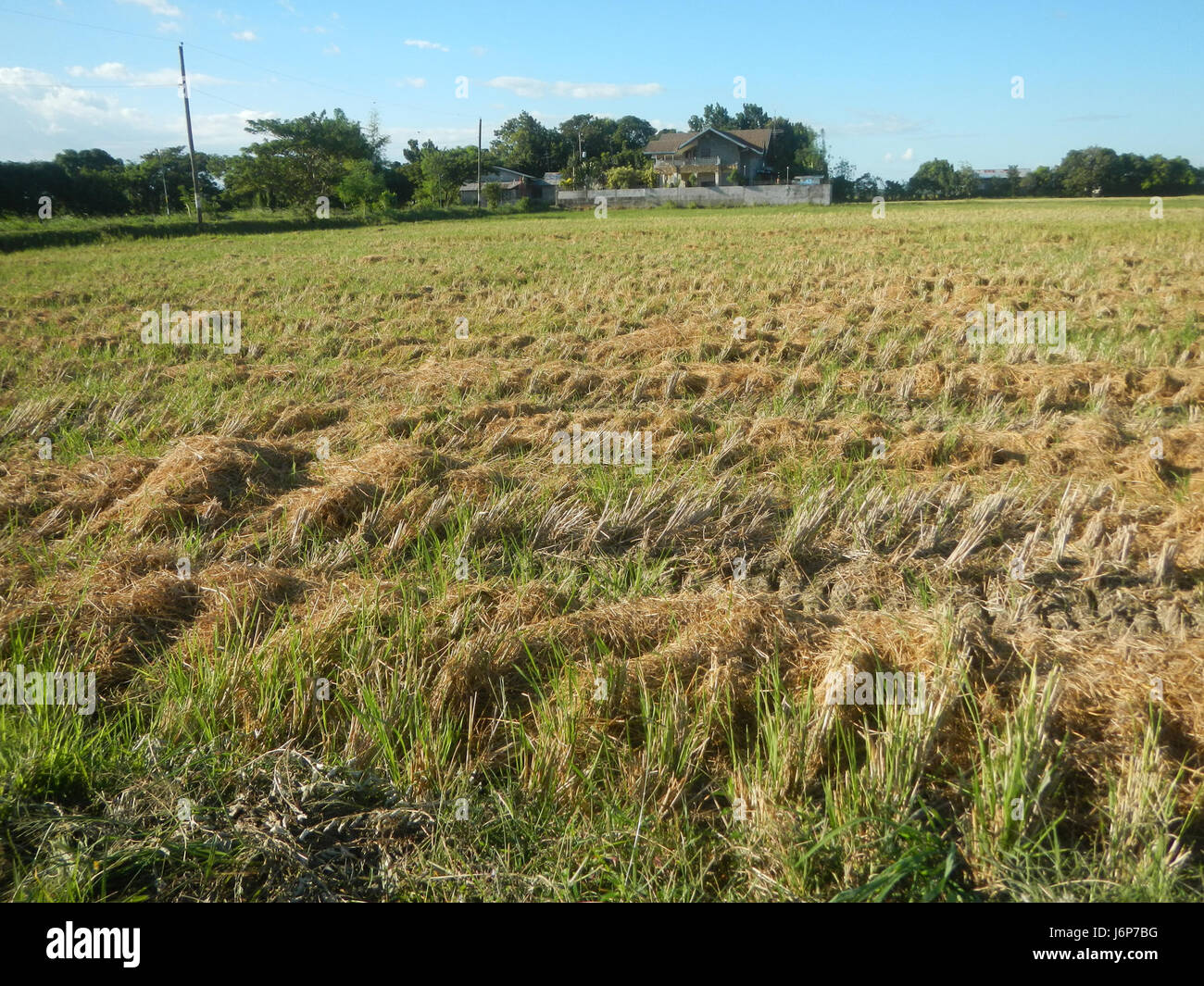 07659 San Roque Pulong Bayabas Pansumaloc San Rafael, Bulacan Farm to ...