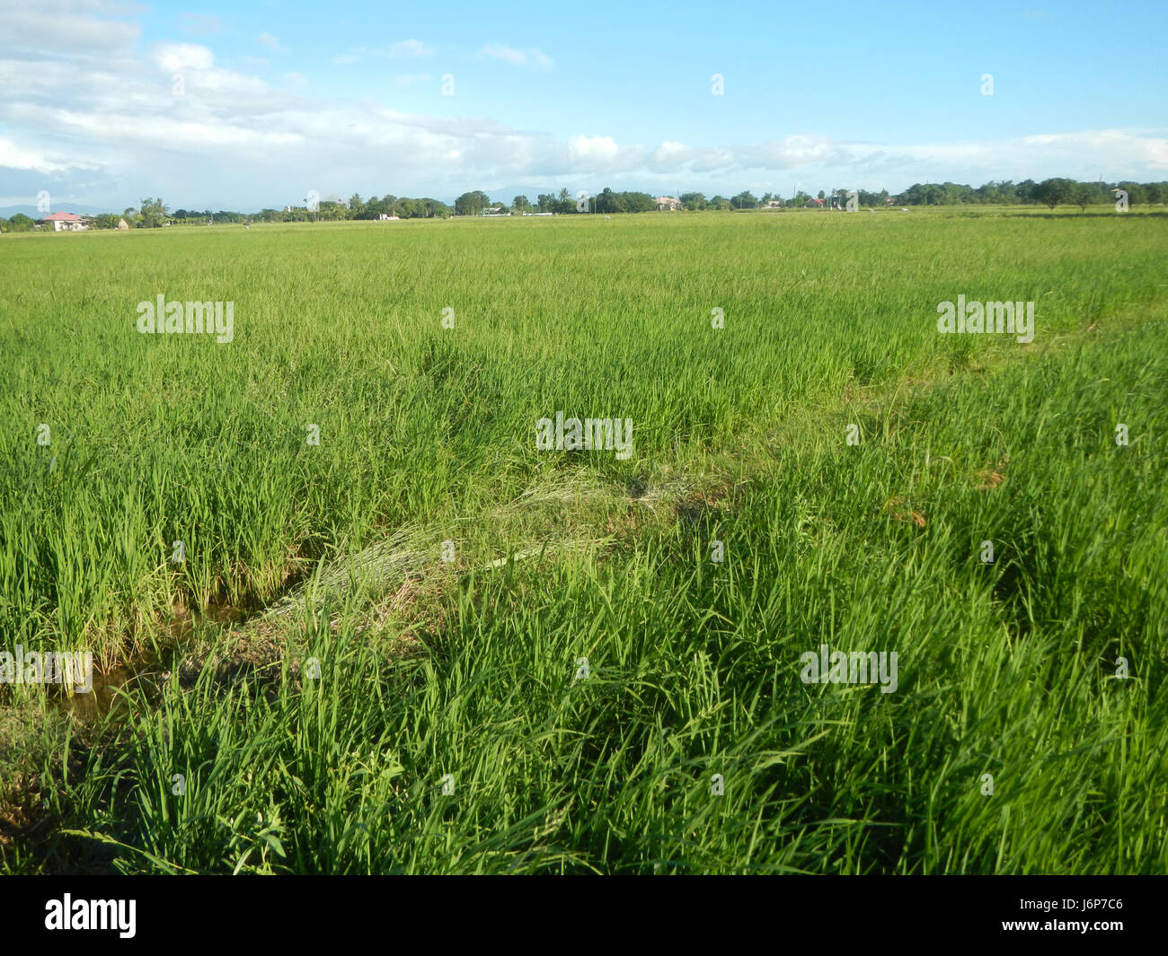 The 07685 San Roque Pulong Bayabas Pansumaloc San Rafael, Bulacan Farm ...