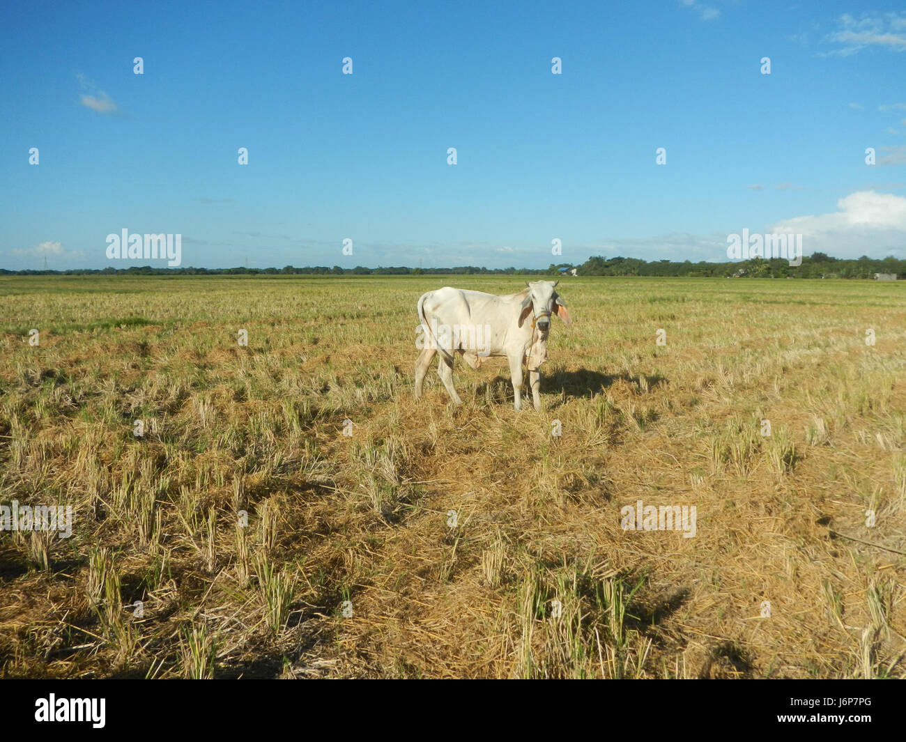 07713 Paddy fields cattle Pansumaloc San Rafael Bulacan Farm to Market ...