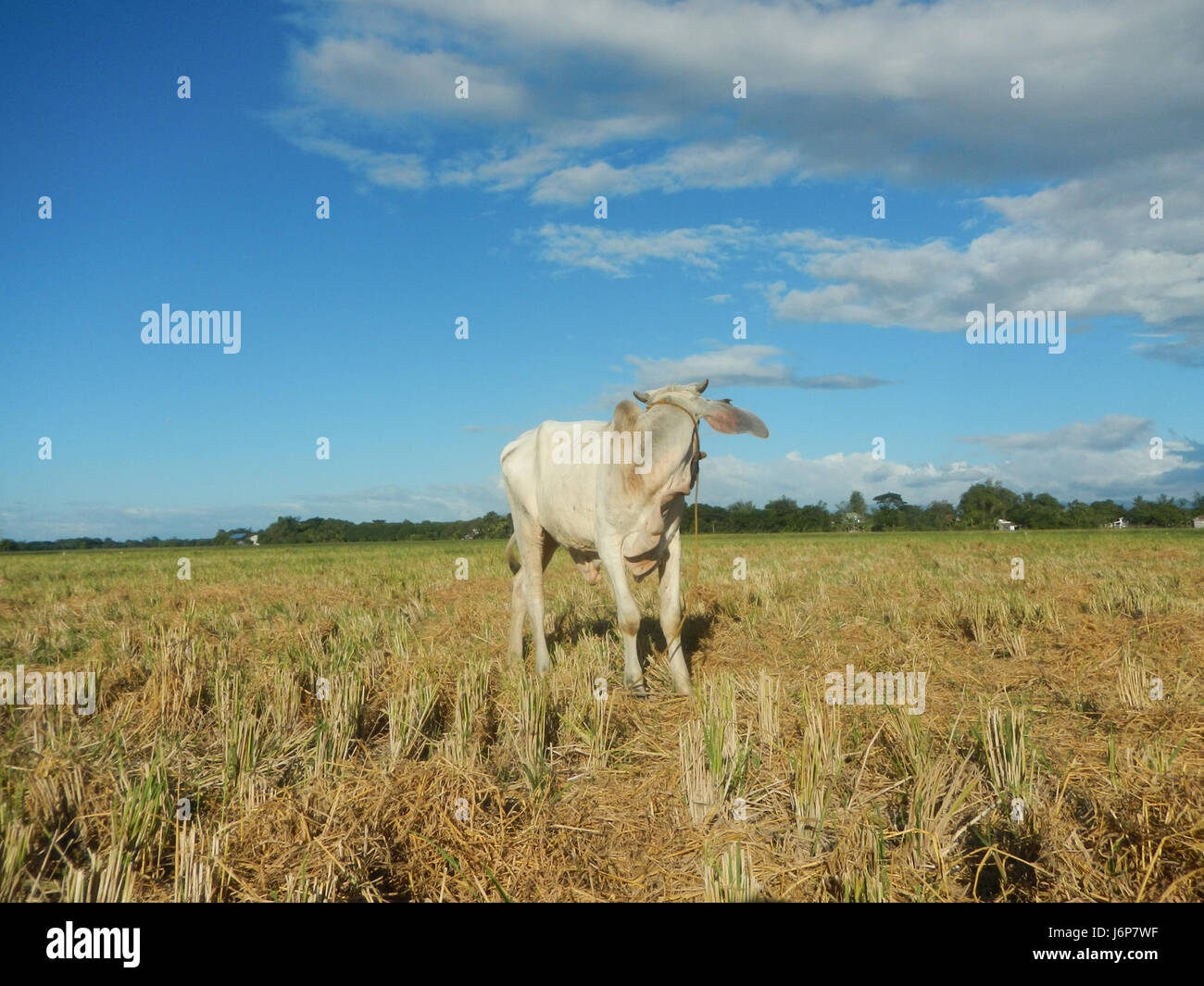07713 Paddy fields cattle Pansumaloc San Rafael Bulacan Farm to Market ...