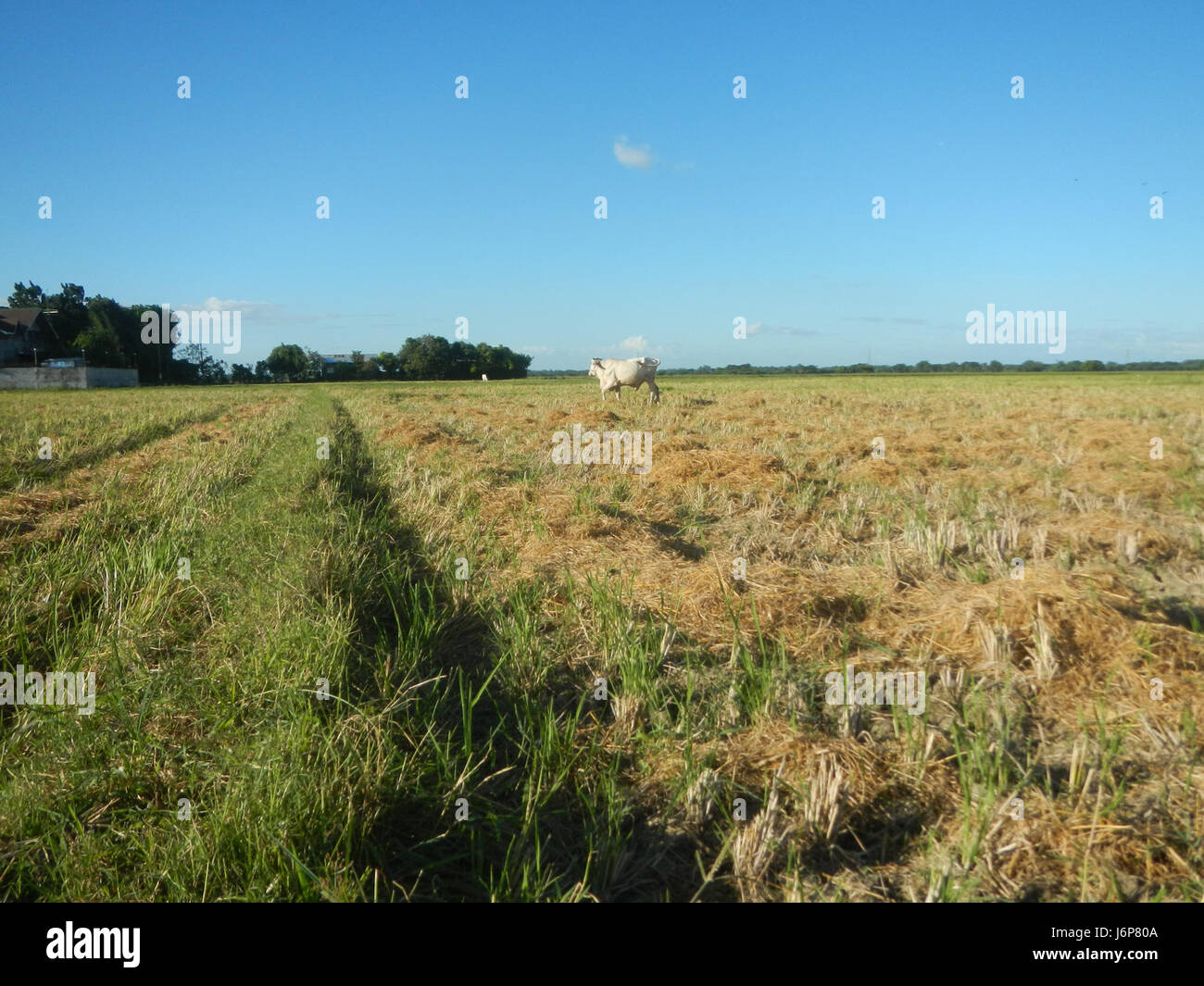 07739 Paddy fields cattle Pansumaloc San Rafael Bulacan Farm to Market ...
