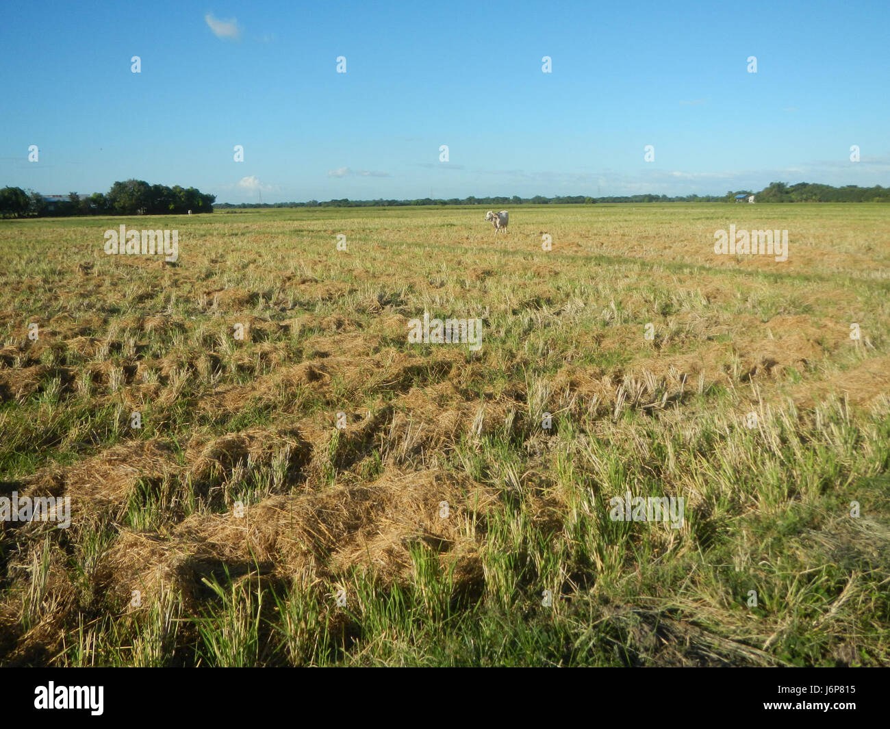 07739 Paddy fields cattle Pansumaloc San Rafael Bulacan Farm to Market ...
