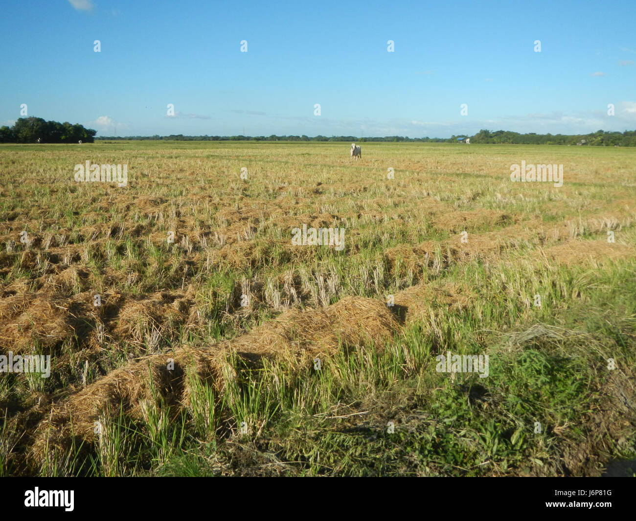 07739 Paddy fields cattle Pansumaloc San Rafael Bulacan Farm to Market ...