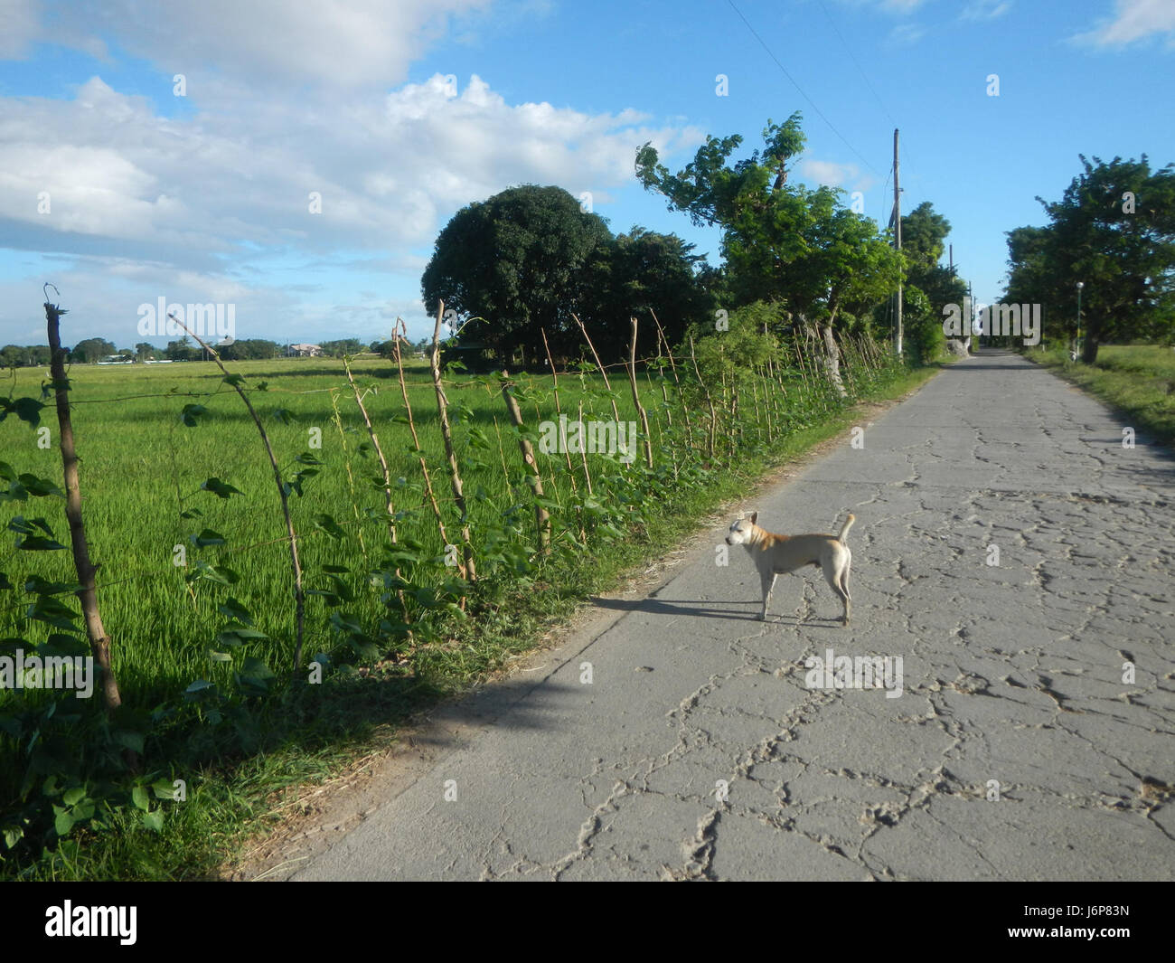07685 San Roque Pulong Bayabas Pansumaloc San Rafael, Bulacan Farm to ...