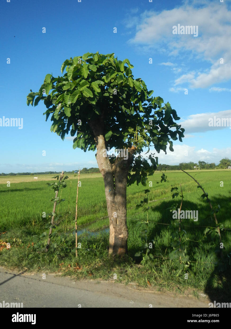 07659 San Roque Pulong Bayabas Pansumaloc San Rafael, Bulacan Farm to ...
