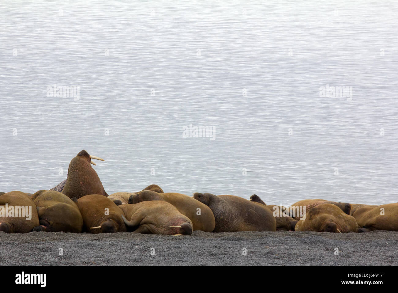 Rookery: Atlantic walrus sleeping on beach close to each other Stock ...