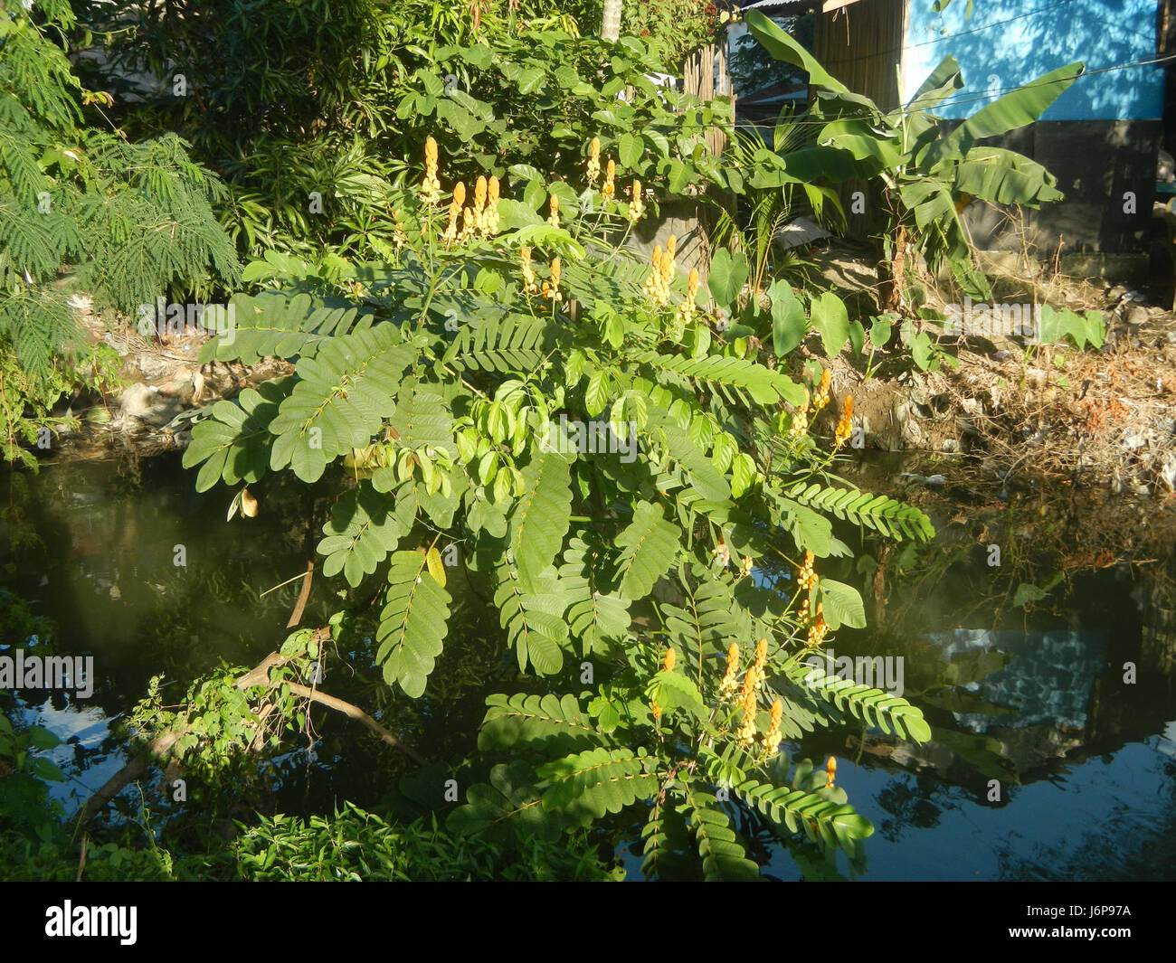 This scene depicts the lush paddy fields of Sitio Uno, Pulong Palazan, Candaba, Pampanga, where ...