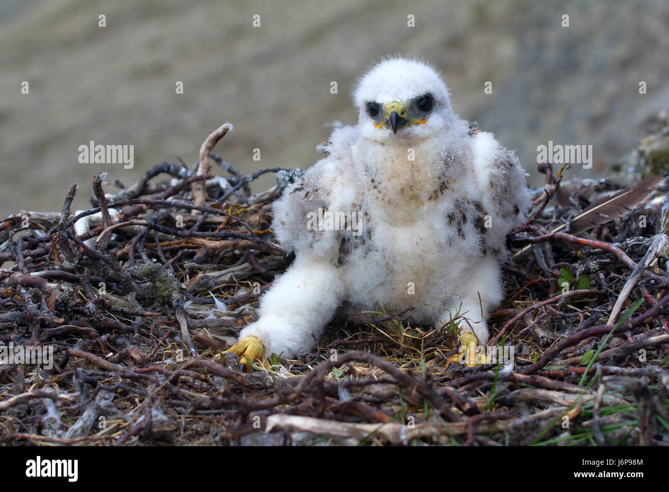Rough-legged Buzzard chick in nest on cliff on tundra river. Even ...