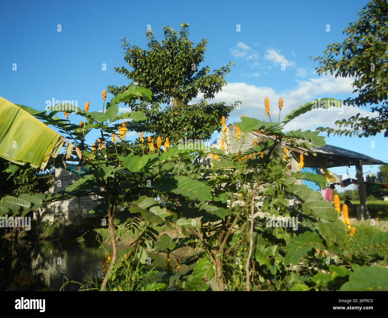 Senna alata, commonly known as the ringworm bush, is a plant species ...