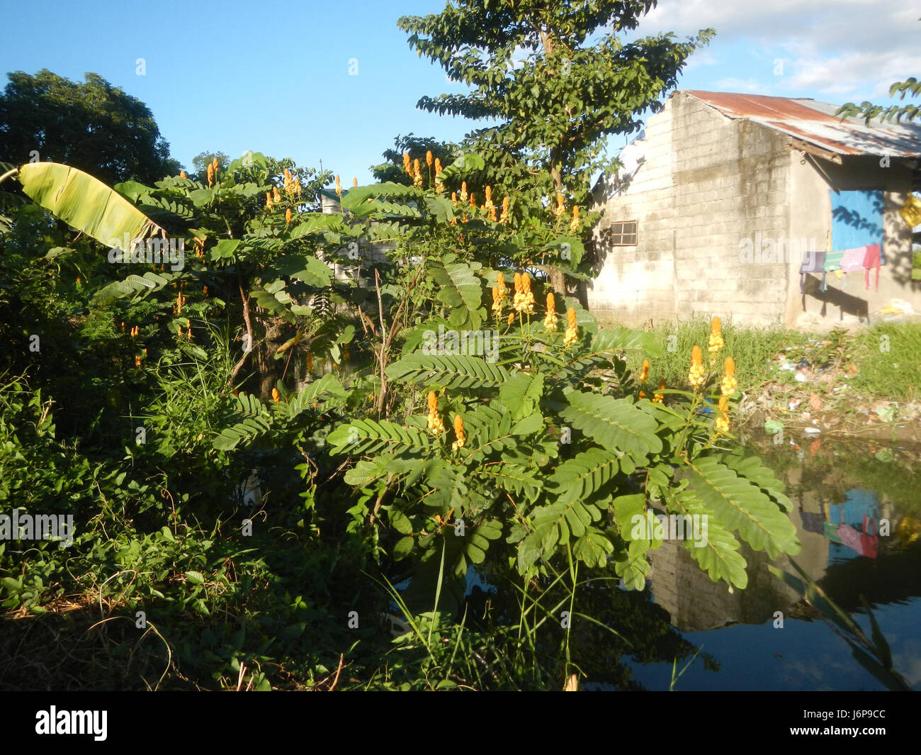 07875 Senna alata flowers Cassia alata L. ringworm bush Philippines 03 ...