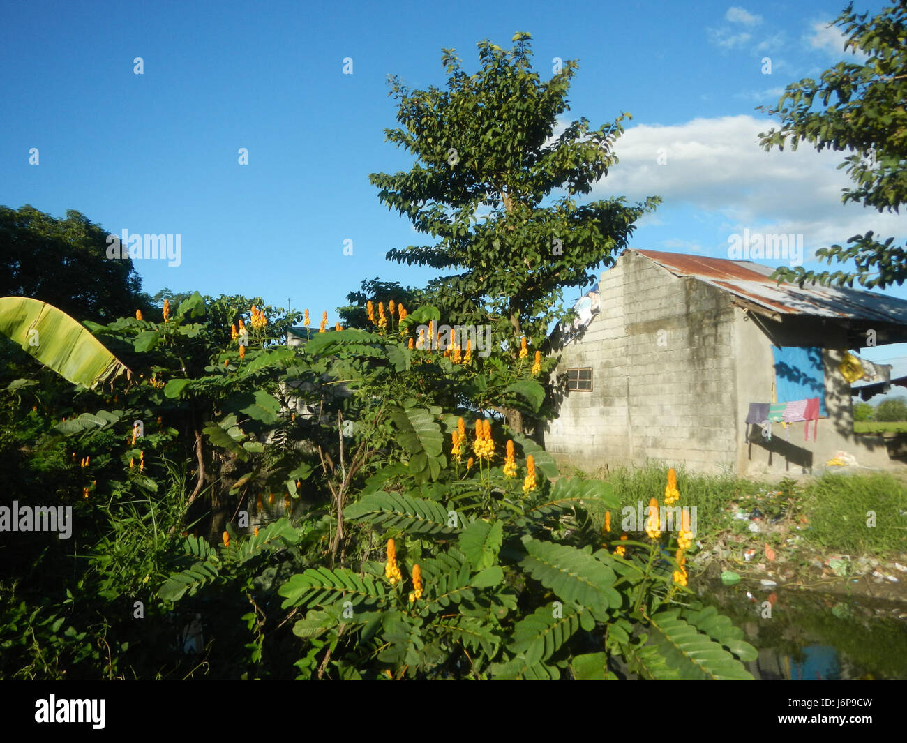 07875 Senna alata flowers Cassia alata L. ringworm bush Philippines 04 ...