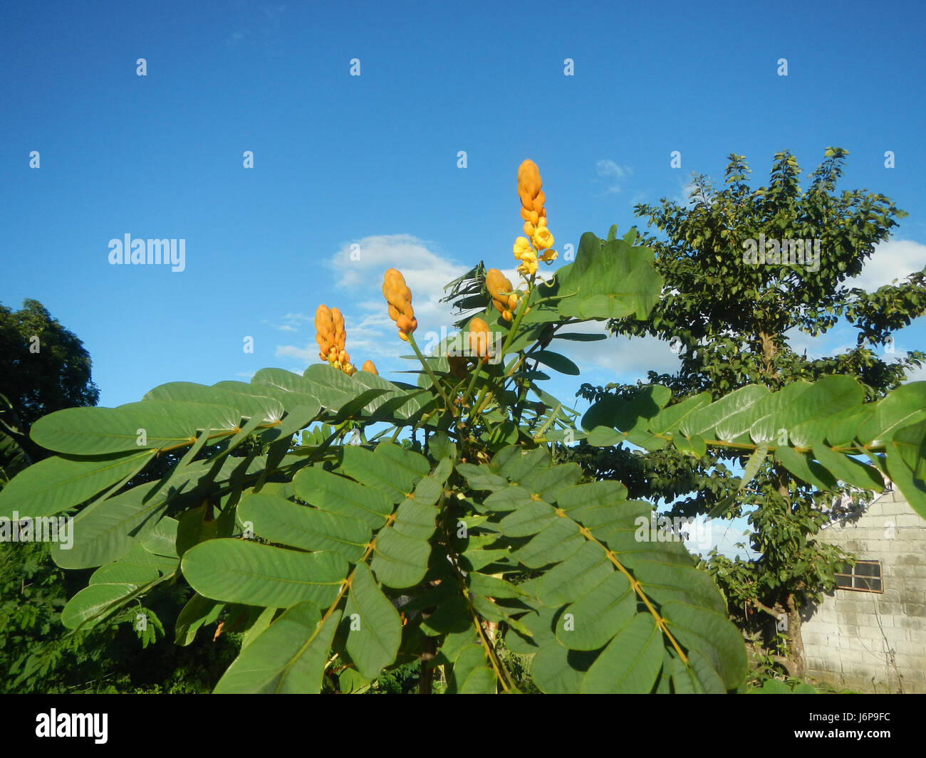 07875 Senna alata flowers Cassia alata L. ringworm bush Philippines 09 ...