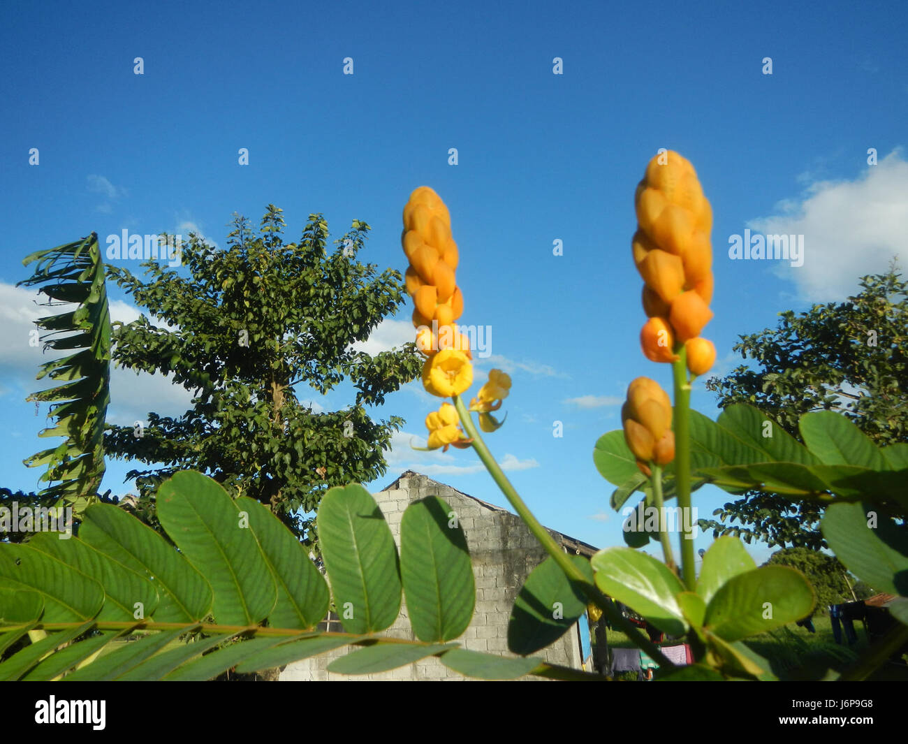 07875 Senna alata flowers Cassia alata L. ringworm bush Philippines 11 ...