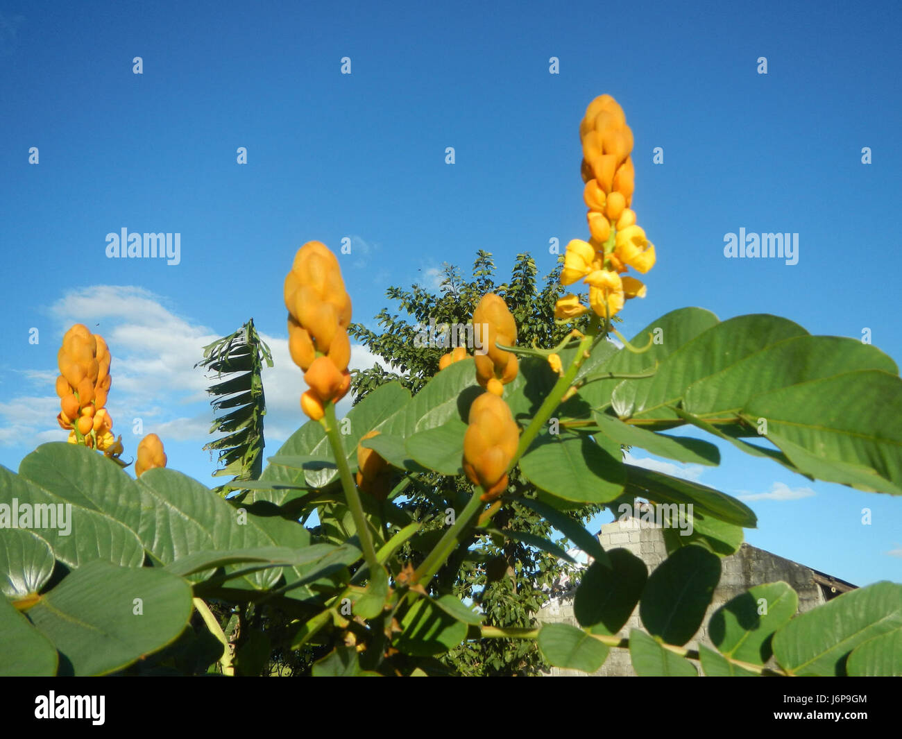07875 Senna alata flowers Cassia alata L. ringworm bush Philippines 12 ...