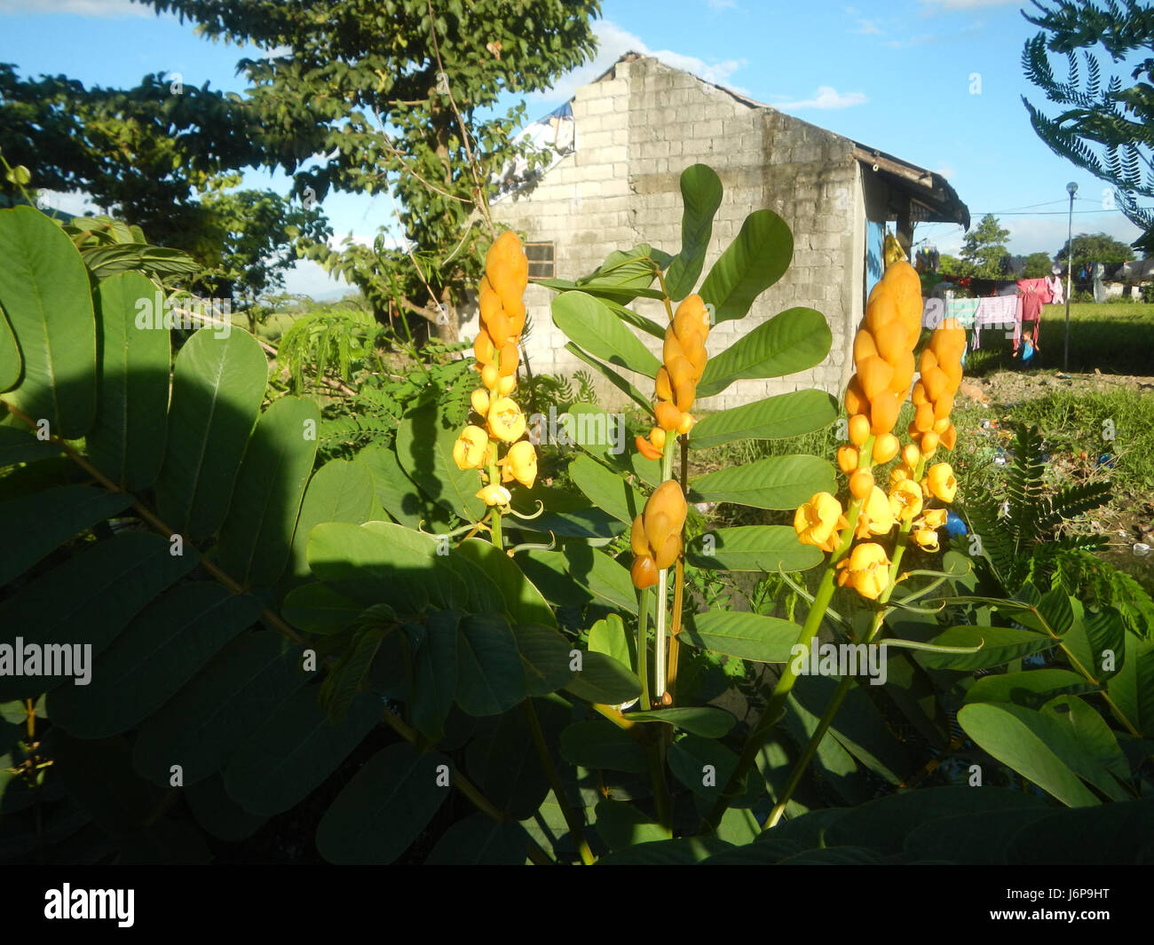 The Senna alata, or ringworm bush, is a flowering plant native to the ...