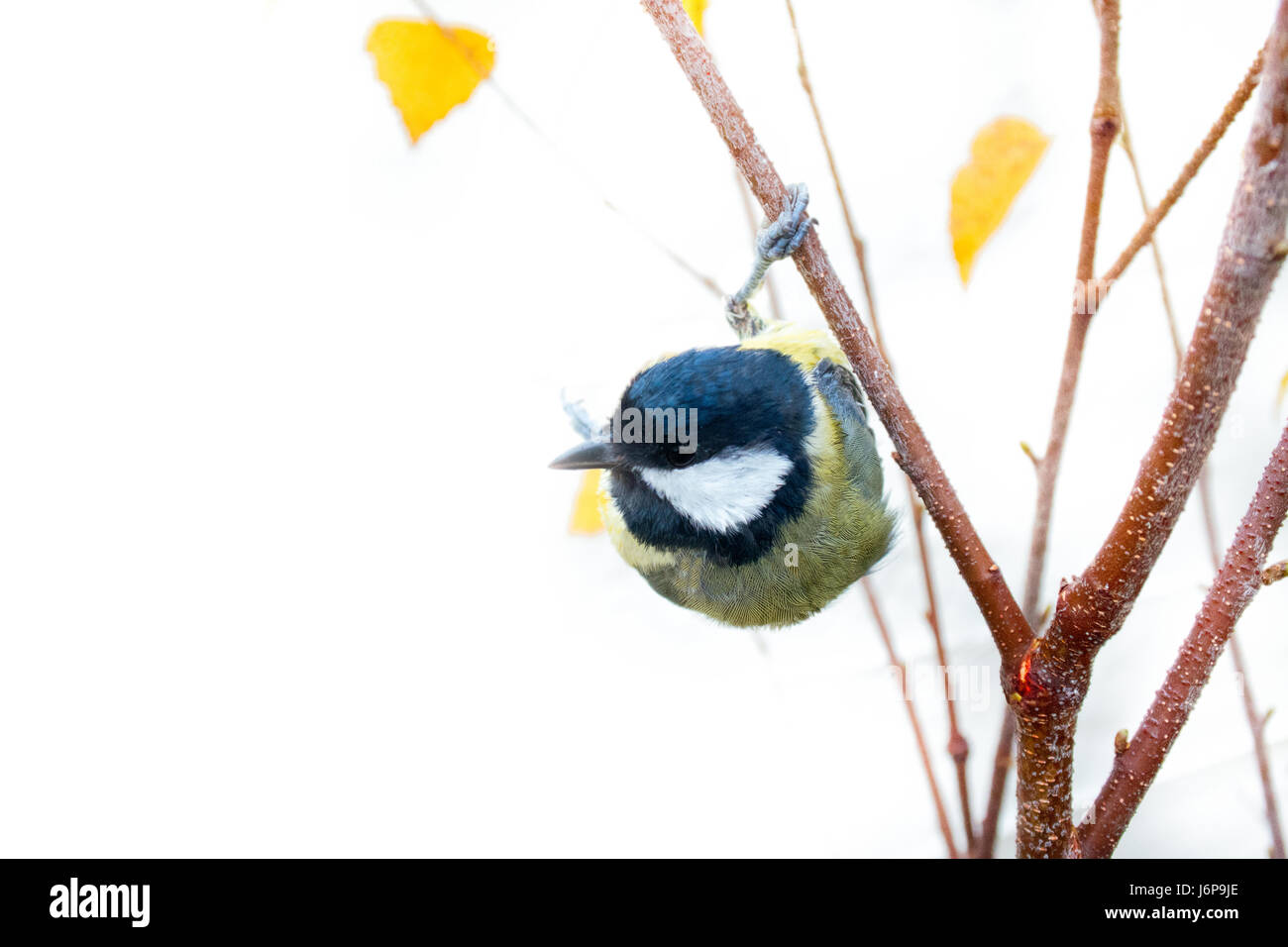 Instant photography allows you to see oxeye (Great Tit, Parus major) of ...