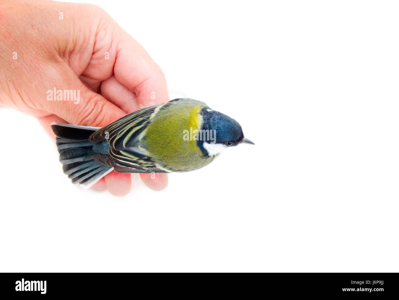 Most beautiful and cute European bird. Great tit (Parus major, male) on ...