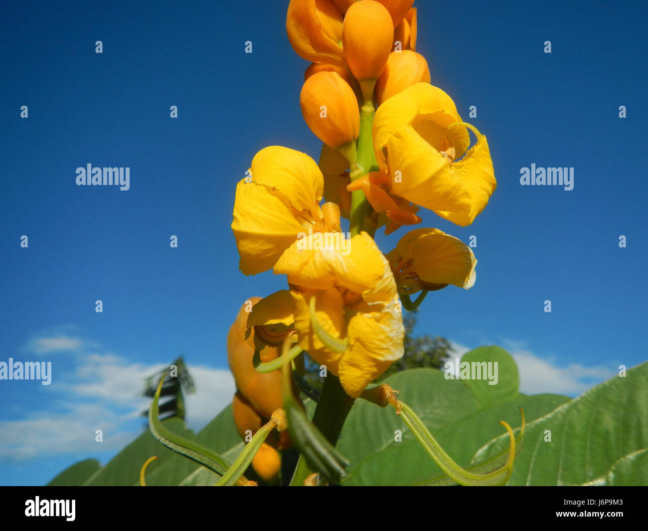07875 Senna alata flowers Cassia alata L. ringworm bush Philippines 19 ...