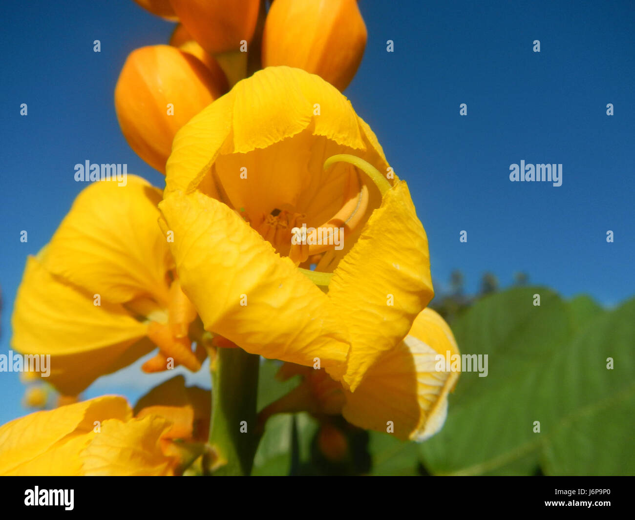 Senna alata, also known as Cassia alata or the ringworm bush, is a ...