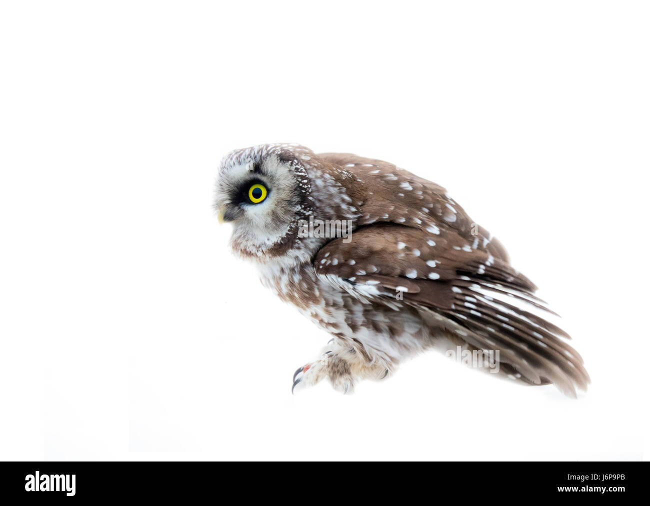 Aggressive Tengmalm's owl (Aegolius funereus) on white background ...