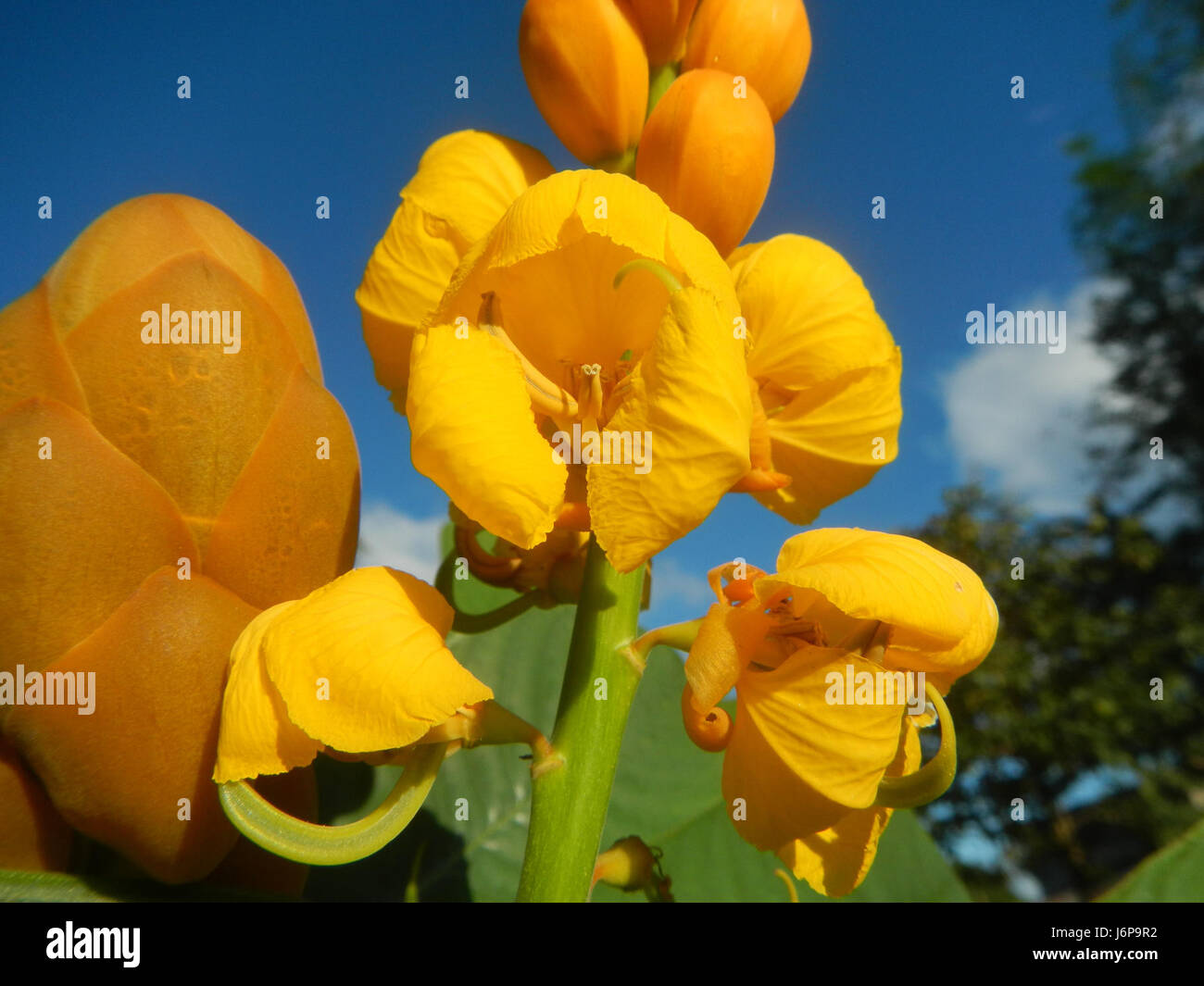 07875 Senna alata flowers Cassia alata L. ringworm bush Philippines 25 ...