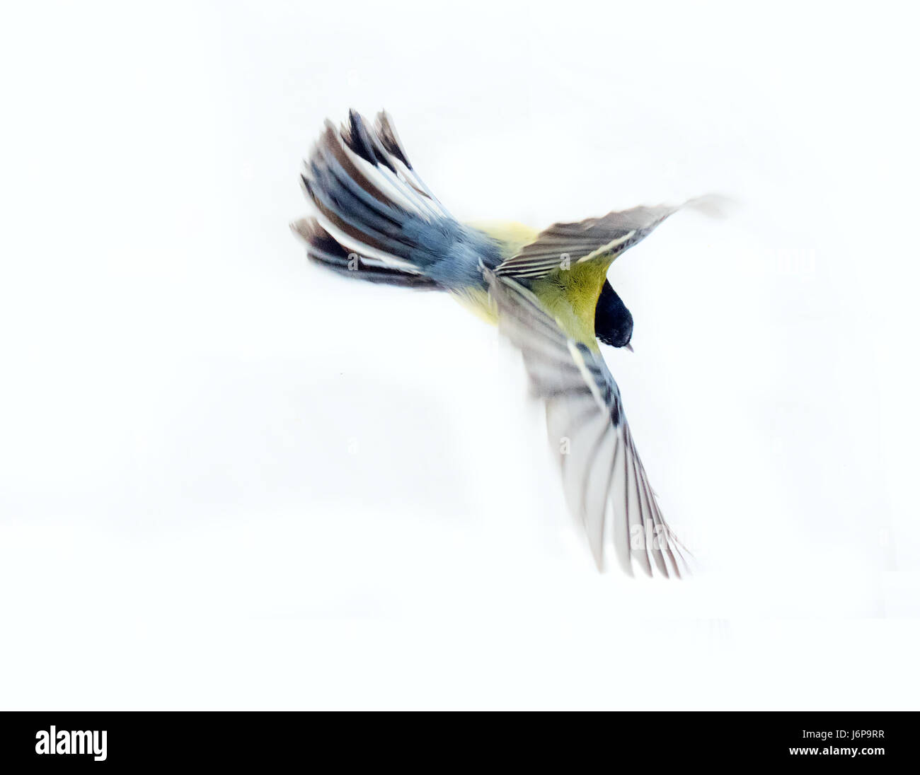 Instant photography allows you to see oxeye (Great Tit, Parus major) of ...