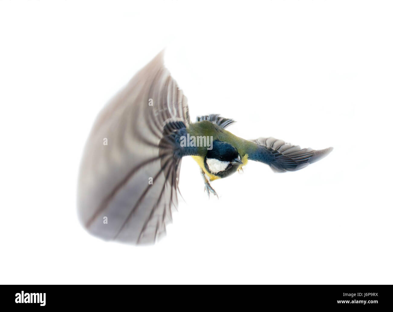 Instant photography allows you to see oxeye (Great Tit, Parus major) of ...