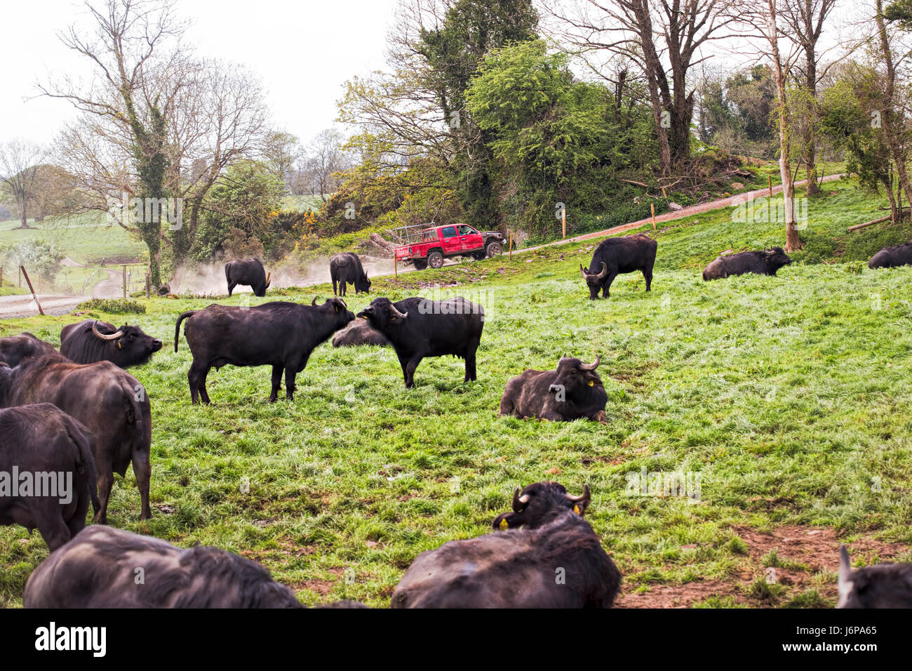 Buffalo on the farm Stock Photo - Alamy