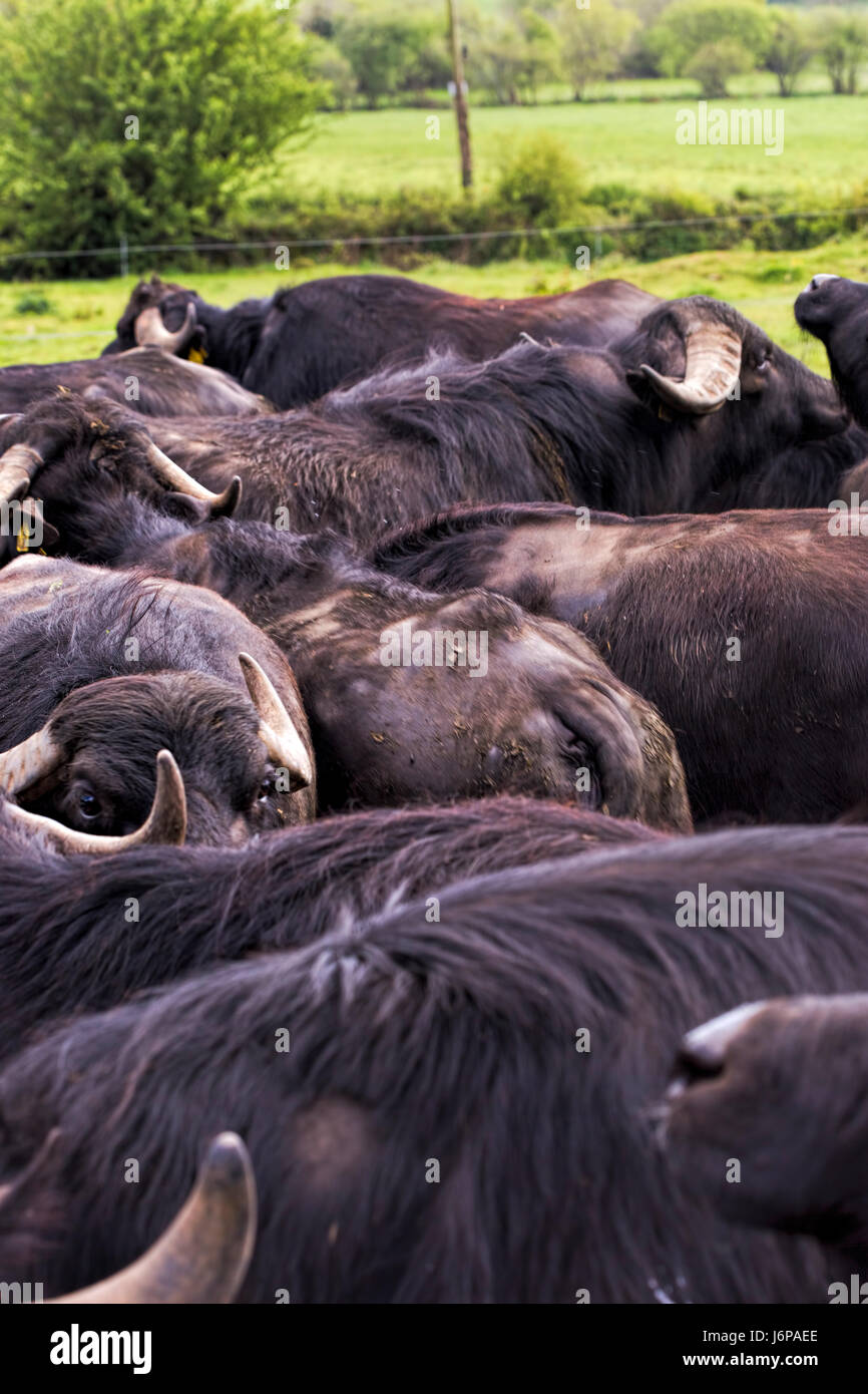Buffalo on the farm Stock Photo - Alamy