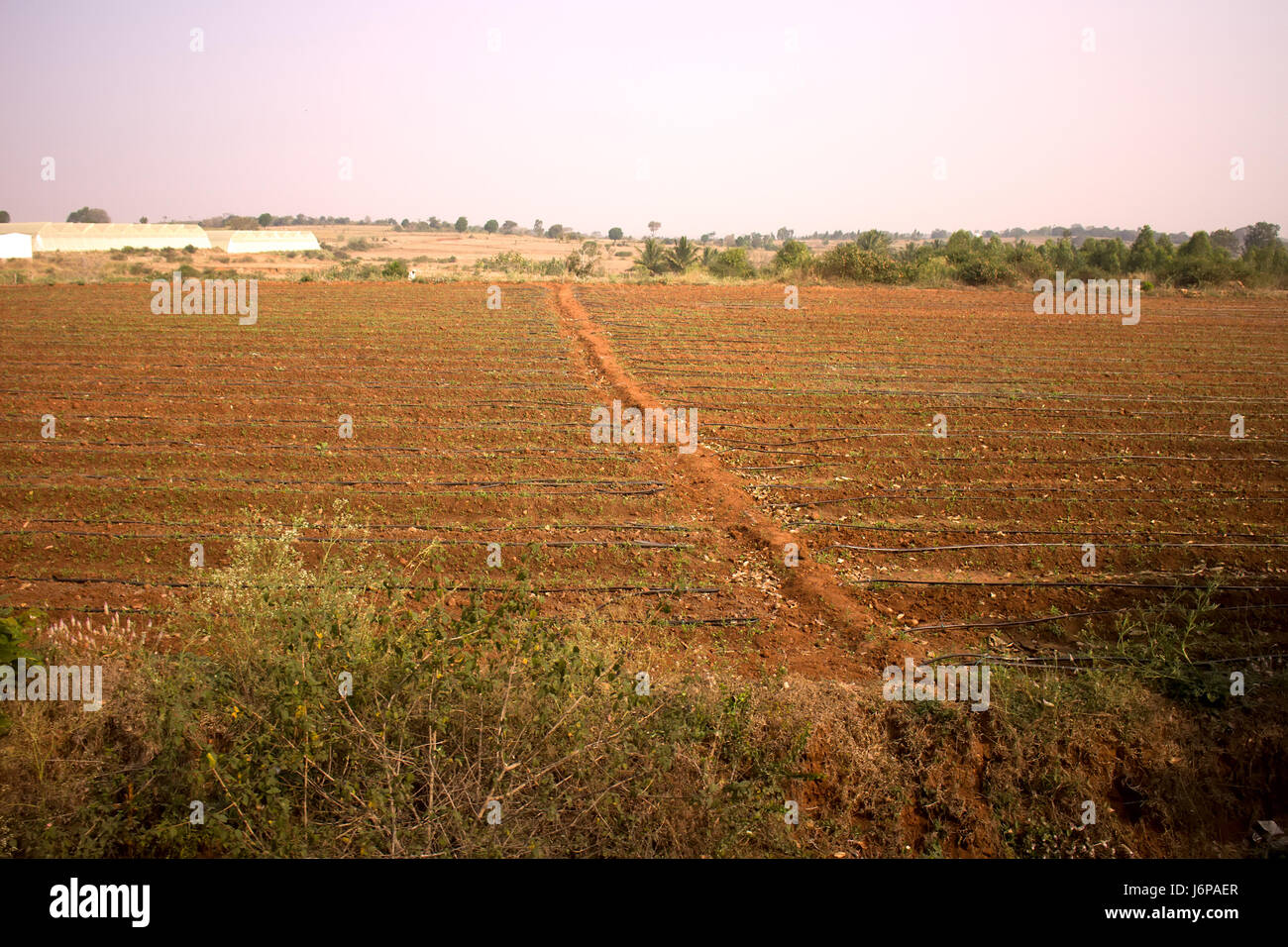 Olericulture (horticulture) in India. Irrigated farming and vegetable ...