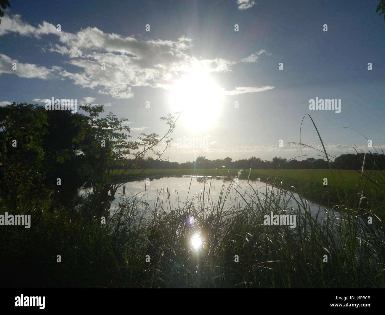 Paddy fields in Pulong Palazan, Candaba, Pampanga, are part of the ...
