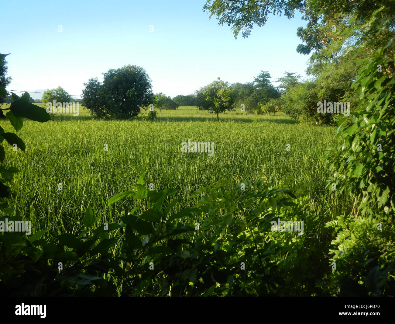 A photograph depicting the rural landscape of Pulong Palazan in Candaba ...