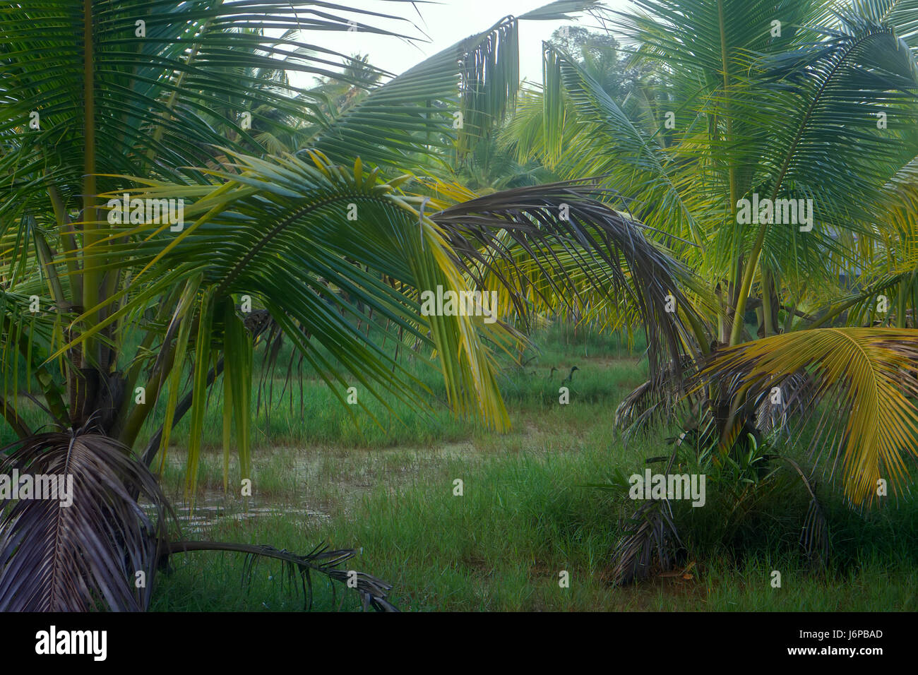 Backwaters of Kerala, India, Lush swamp and sago palms Stock Photo - Alamy