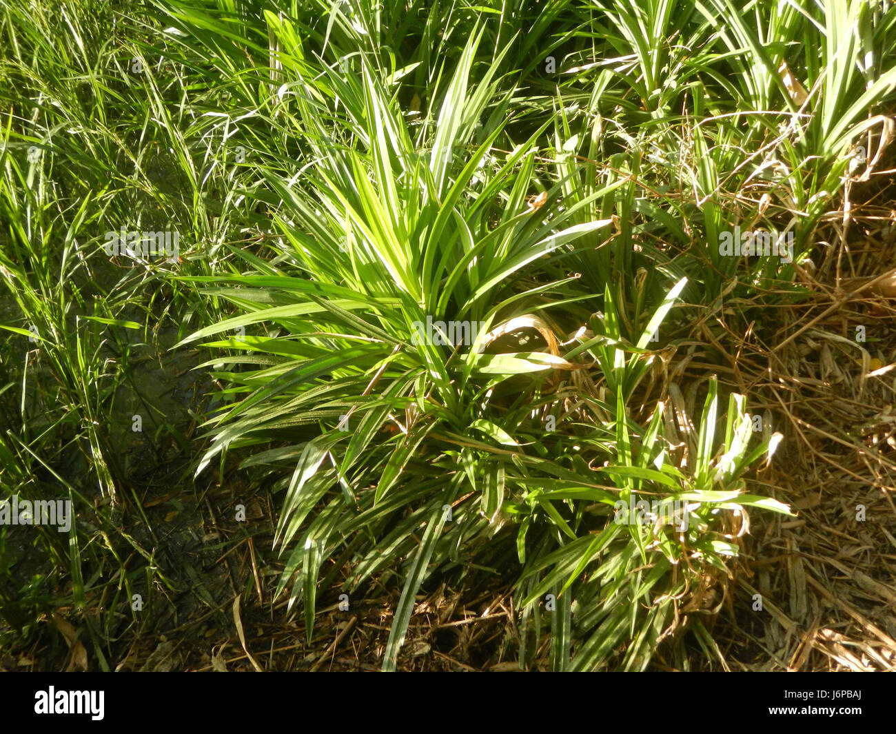 This photograph depicts the paddy fields and villages in the Pulong ...