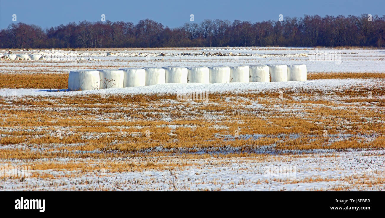 Hay Bales in Winter. forgotten haystacks in field with grass Stock ...