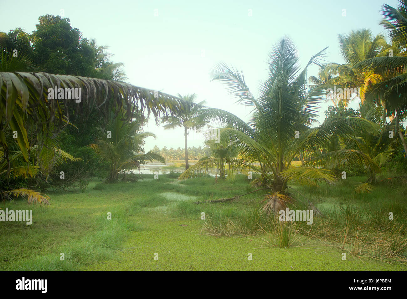 Backwaters of Kerala, India, Lush swamp and sago palms Stock Photo - Alamy