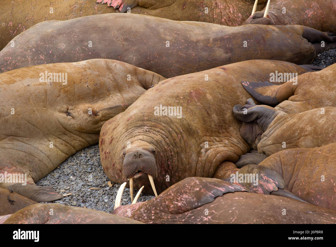 Life Atlantic walruses at haul out sites is (at most) of sleep and ...