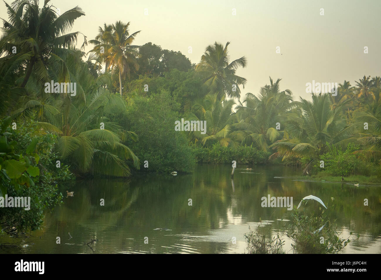 Backwaters of Kerala, India, Lush swamp, little egret and sago palms ...