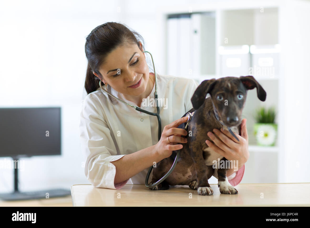 Animal ambulance hi-res stock photography and images - Alamy