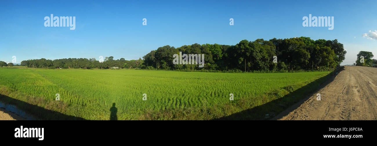 08124 Paddy fields Sunset Plaridel Bypass Project Phase Contract ...